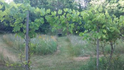 How to Work a One-Acre Homestead - Countryside